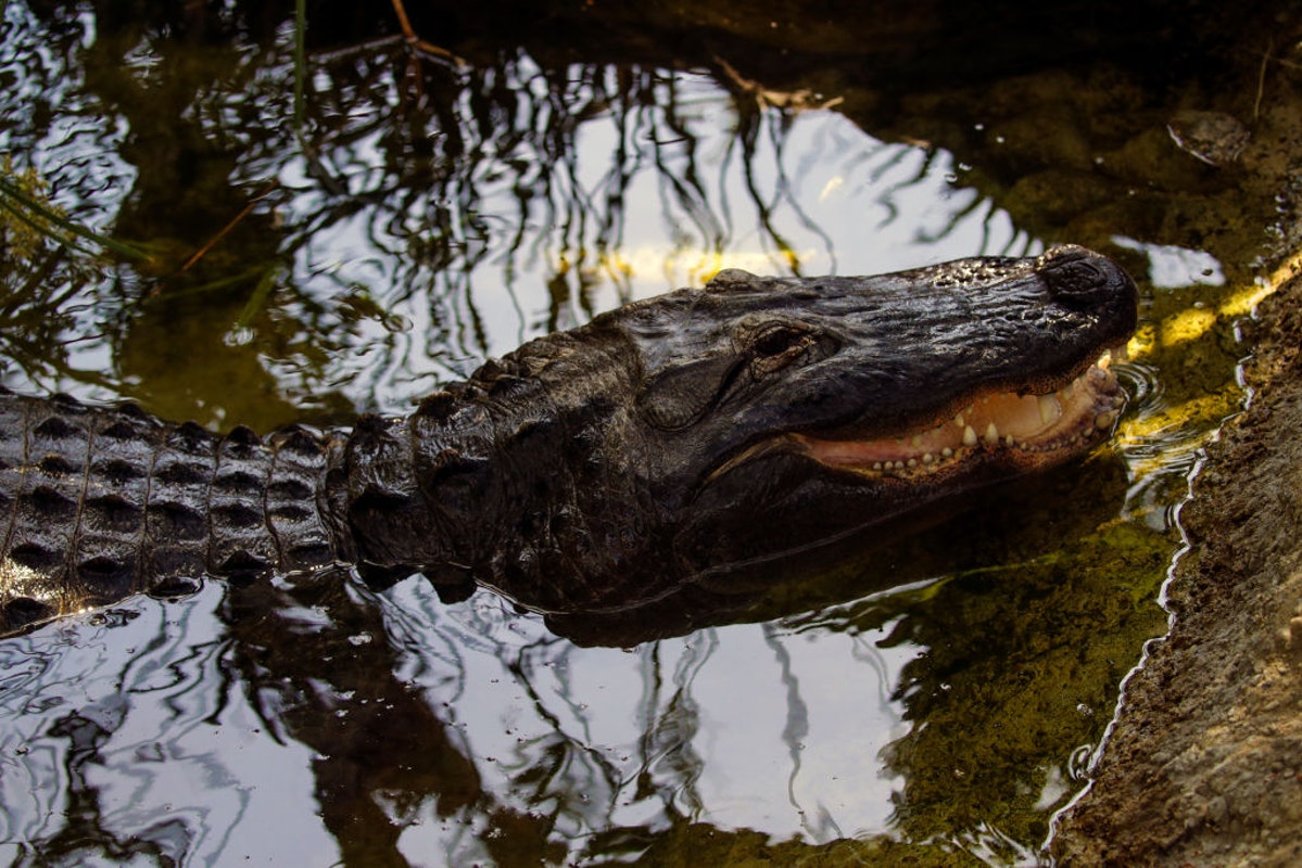 Police Snipers Protect Rescue Divers In Alligator-Infested Pond After ...