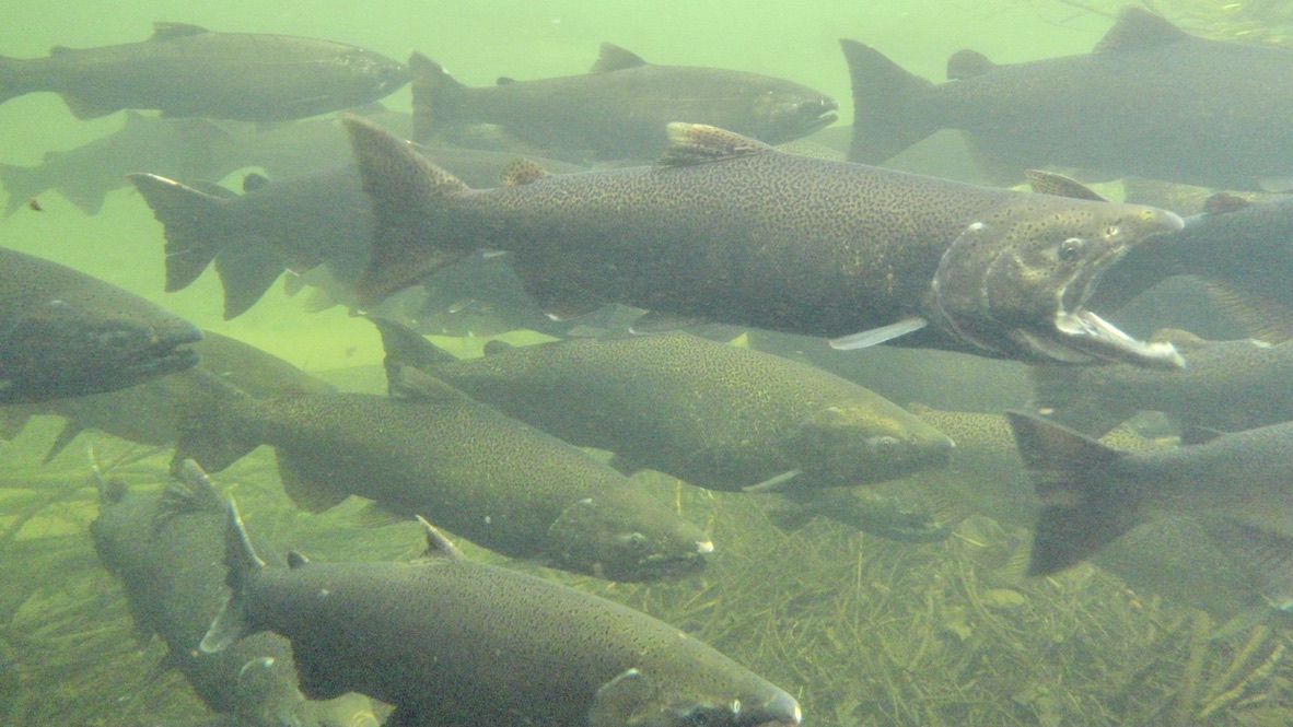 21,000 Fish Die At UC Davis Research Facility | Conservative News Daily™