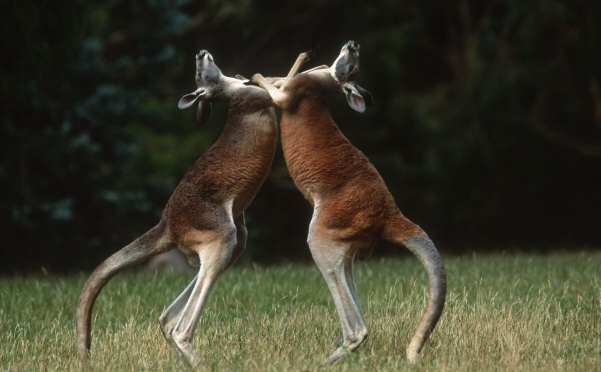 WATCH: Kangaroo Goes Flying Through Metal Fence In Fight | Conservative ...